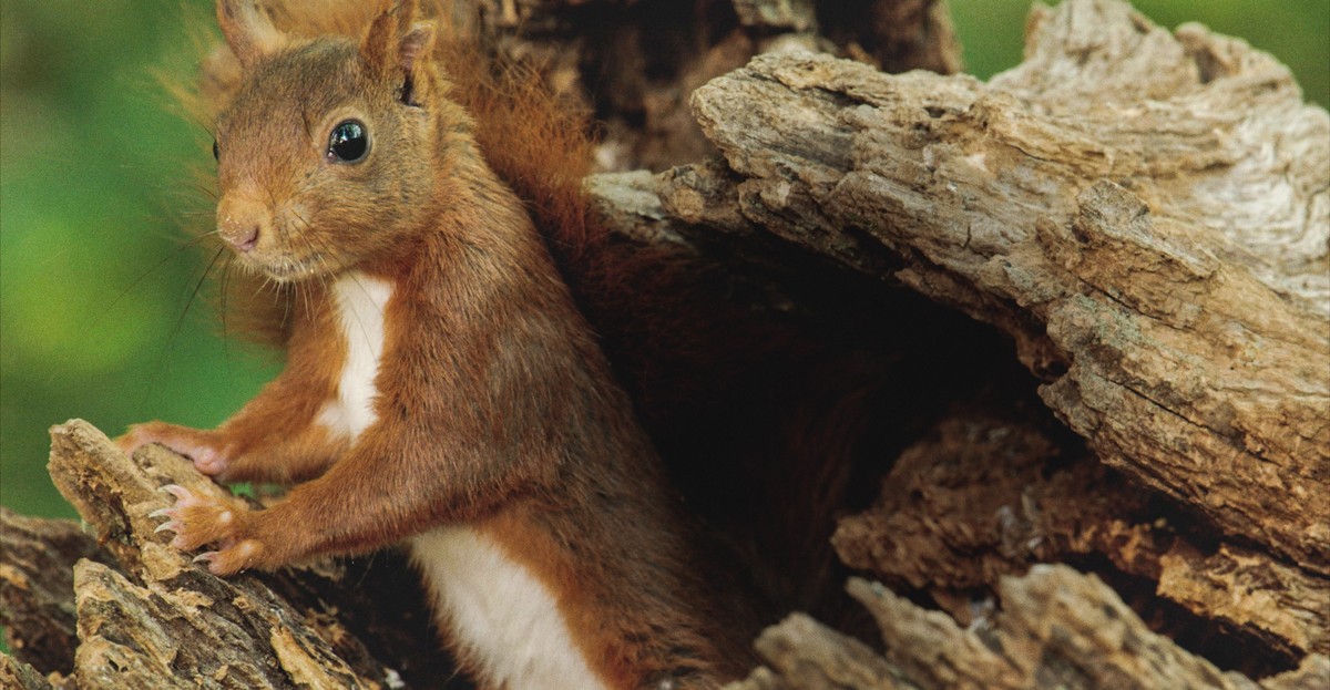 Serce dębu - Mojeekino.pl
